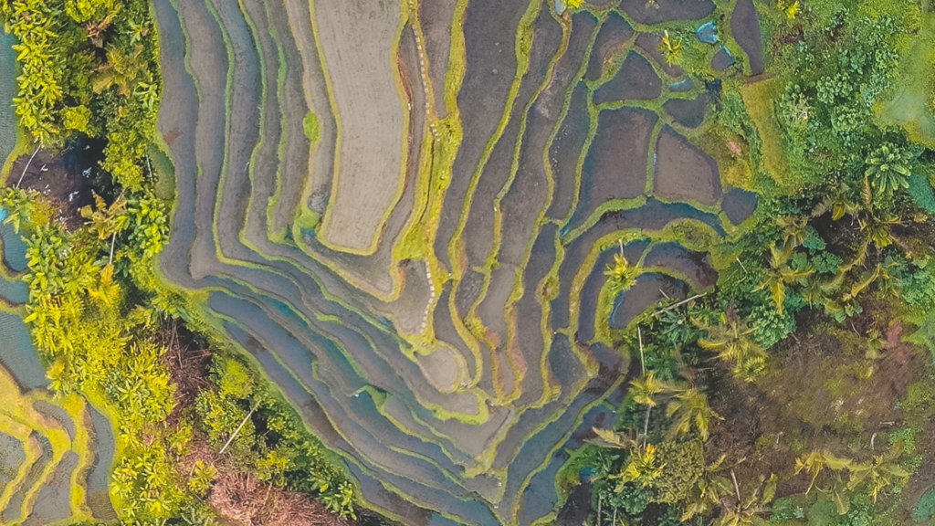 Biomass - terraPulse